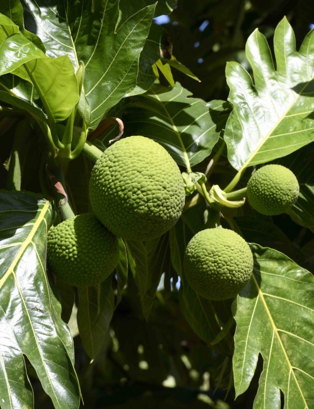 Ulu proves a fruit of many talents | News, Sports, Jobs - Maui News